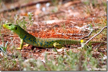 FOTO NATURA ARNEDO: Ardachos al sol.